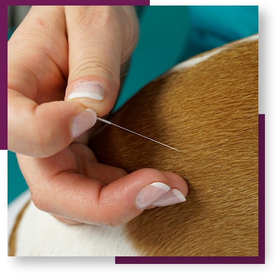 Acupuncture - Pyramid Veterinary Hospital