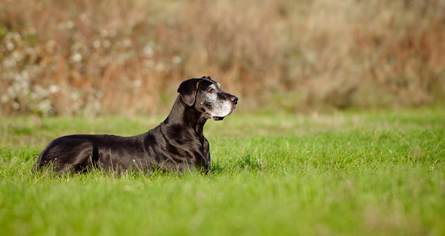 Meet the Team - Pyramid Veterinary Hospital