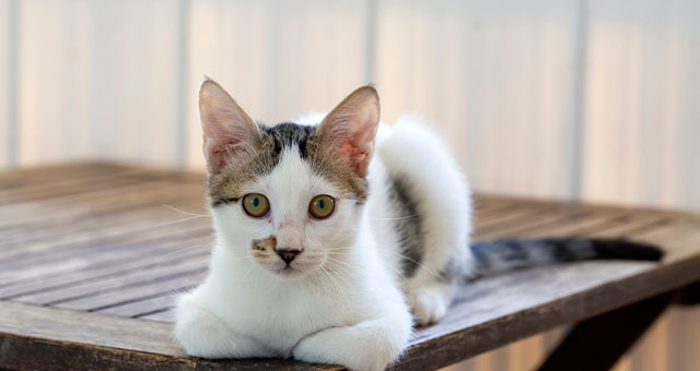 Meet the Team - Pyramid Veterinary Hospital