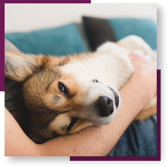 Physical Exams - Pyramid Veterinary Hospital