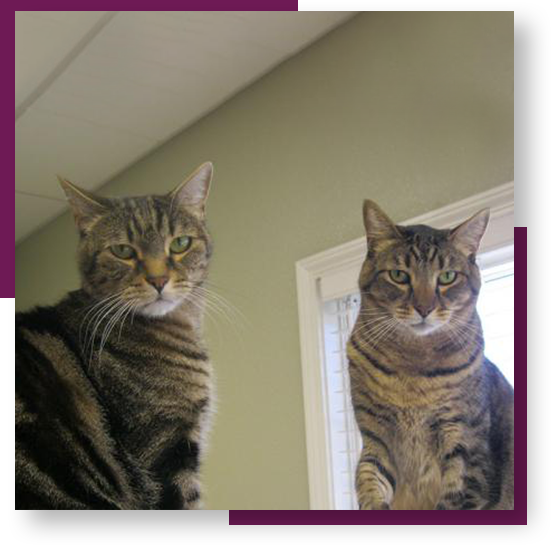 Take a Tour - Pyramid Veterinary Hospital