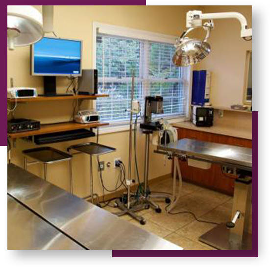 Take a Tour - Pyramid Veterinary Hospital