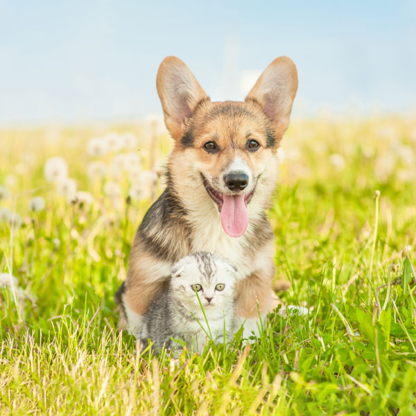 Home - Pyramid Veterinary Hospital