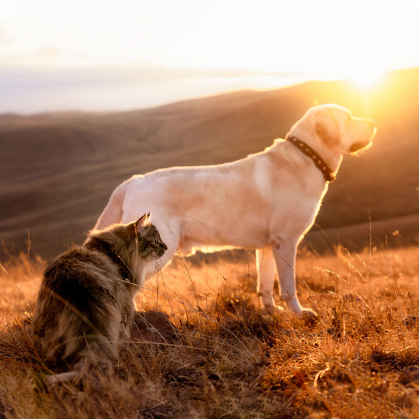 Home - Pyramid Veterinary Hospital