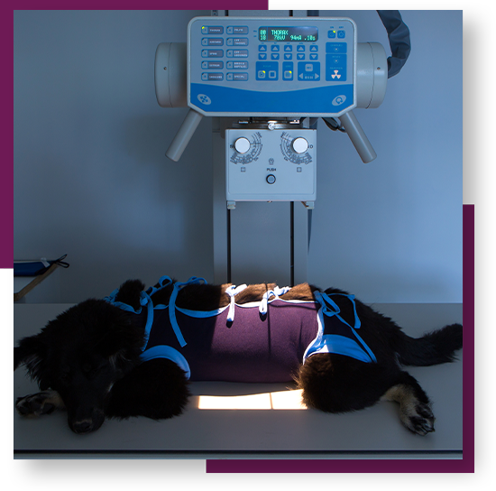 Radiographs (X-Ray) - Pyramid Veterinary Hospital