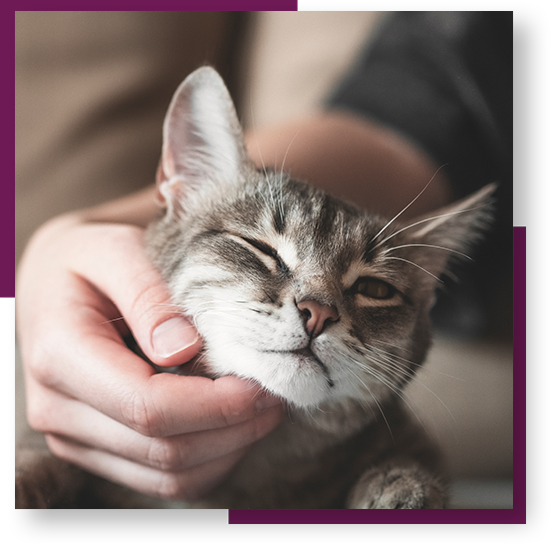 Vaccines - Pyramid Veterinary Hospital