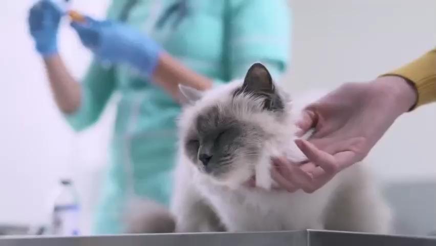 Careers - Pyramid Veterinary Hospital